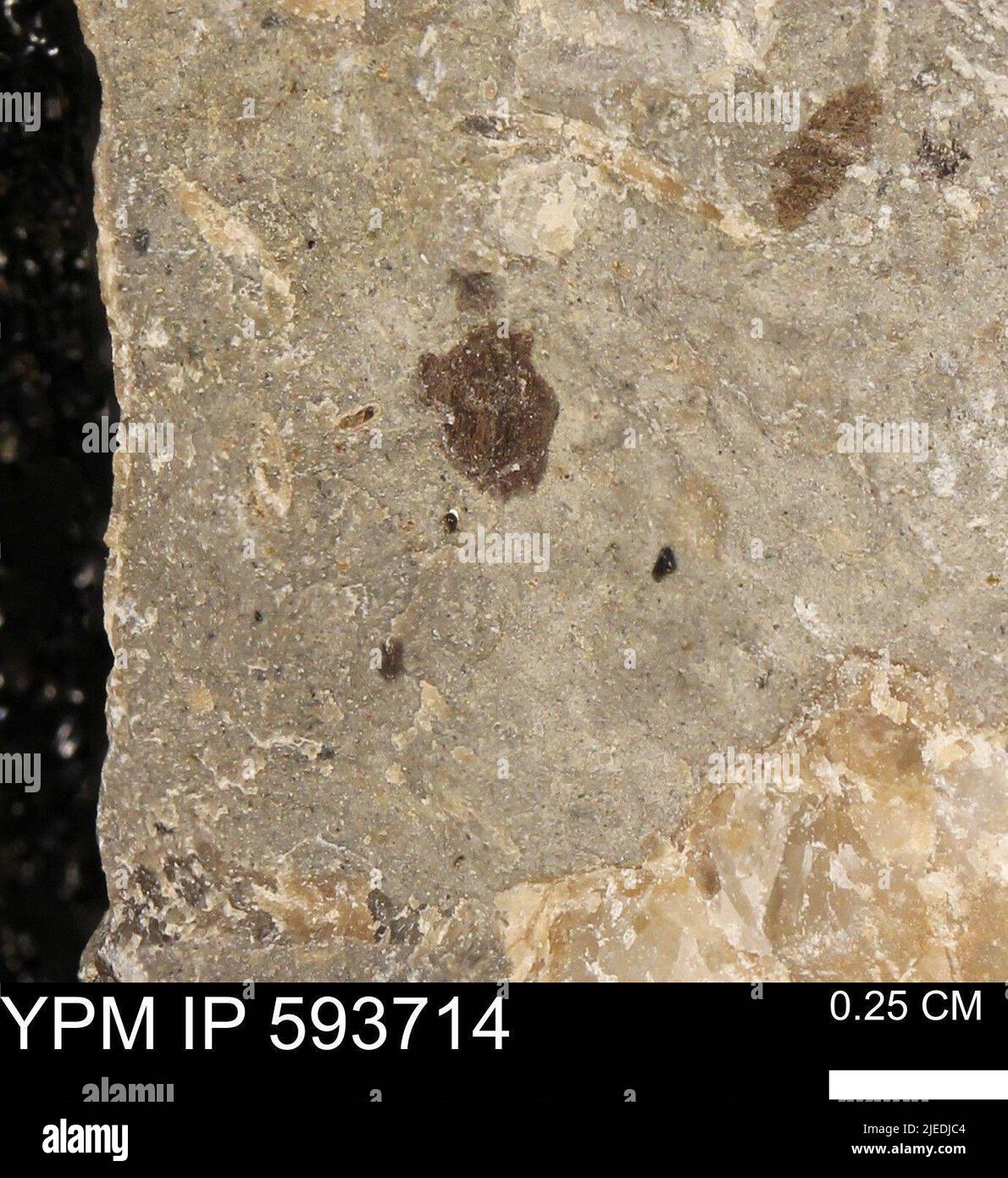 Baculites sp animalia hi-res stock photography and images - Alamy