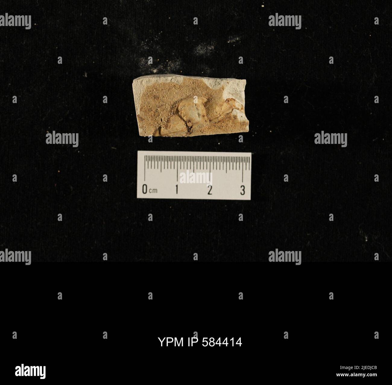 Prominent exoskeleton hi-res stock photography and images - Alamy