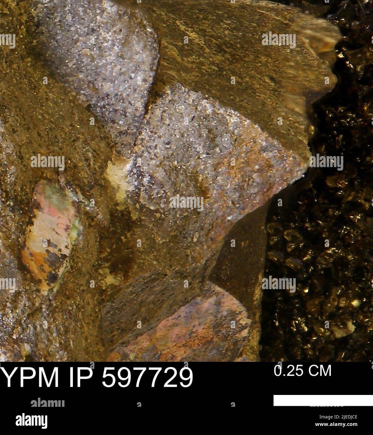 Sphenodiscus sp hi-res stock photography and images - Alamy