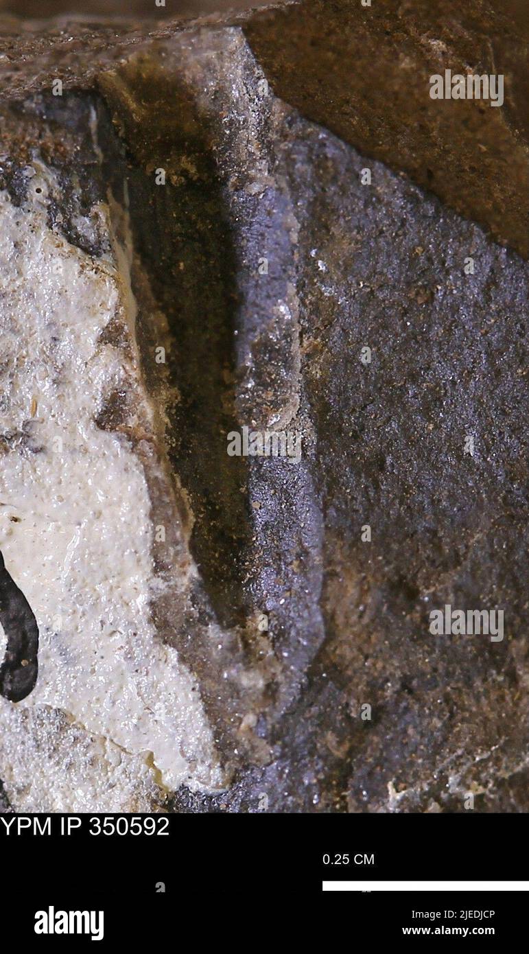 Phylum mollusca classification hi-res stock photography and images - Alamy
