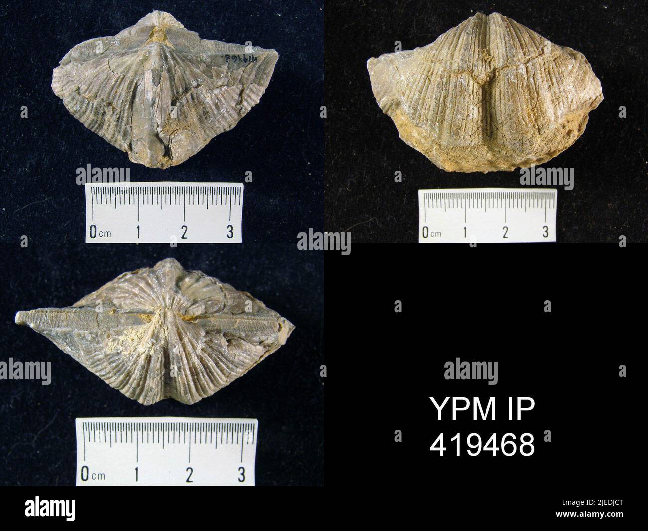 Neospirifer cameratus Morton Stock Photo - Alamy