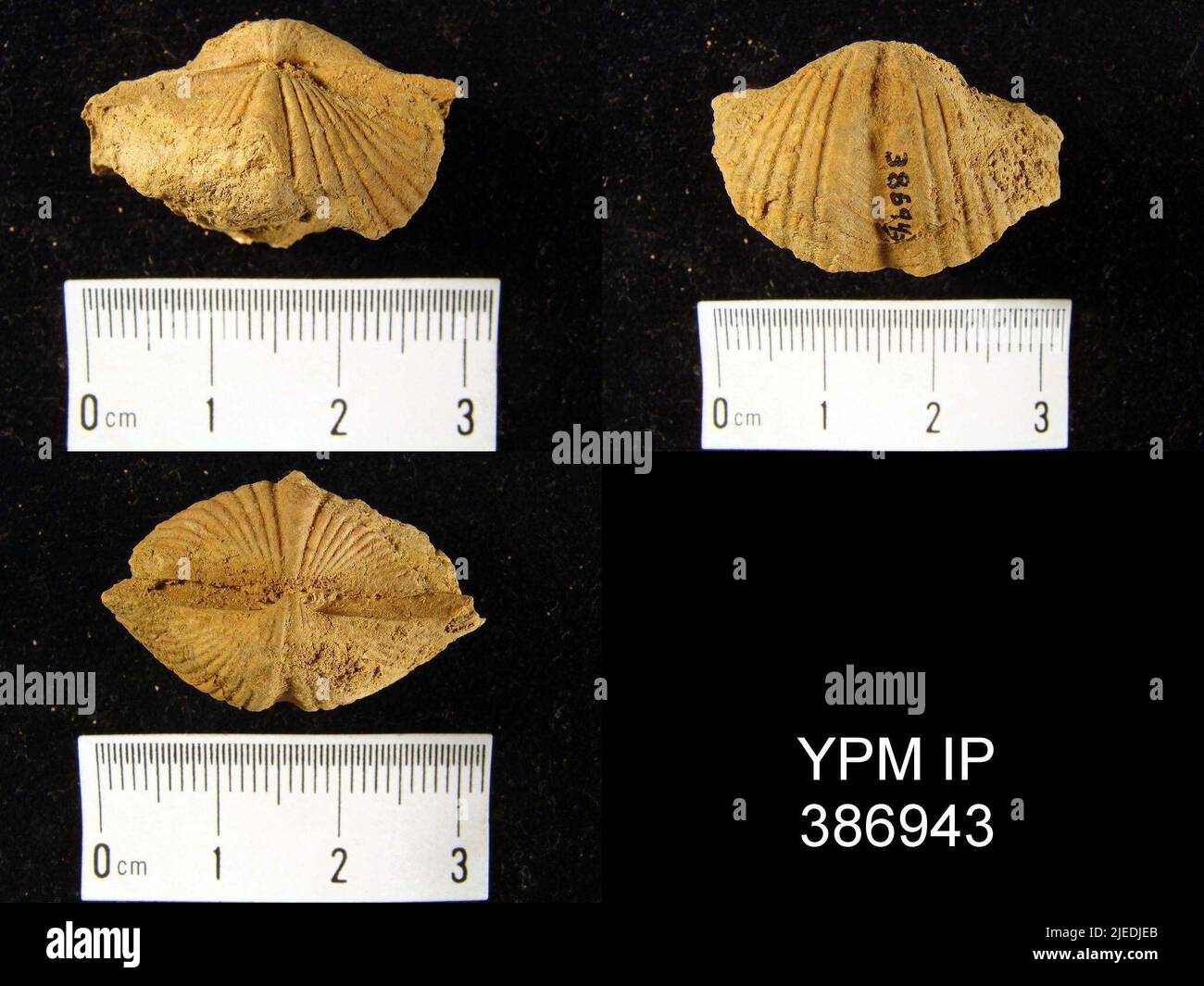 Concinnus hi-res stock photography and images - Alamy