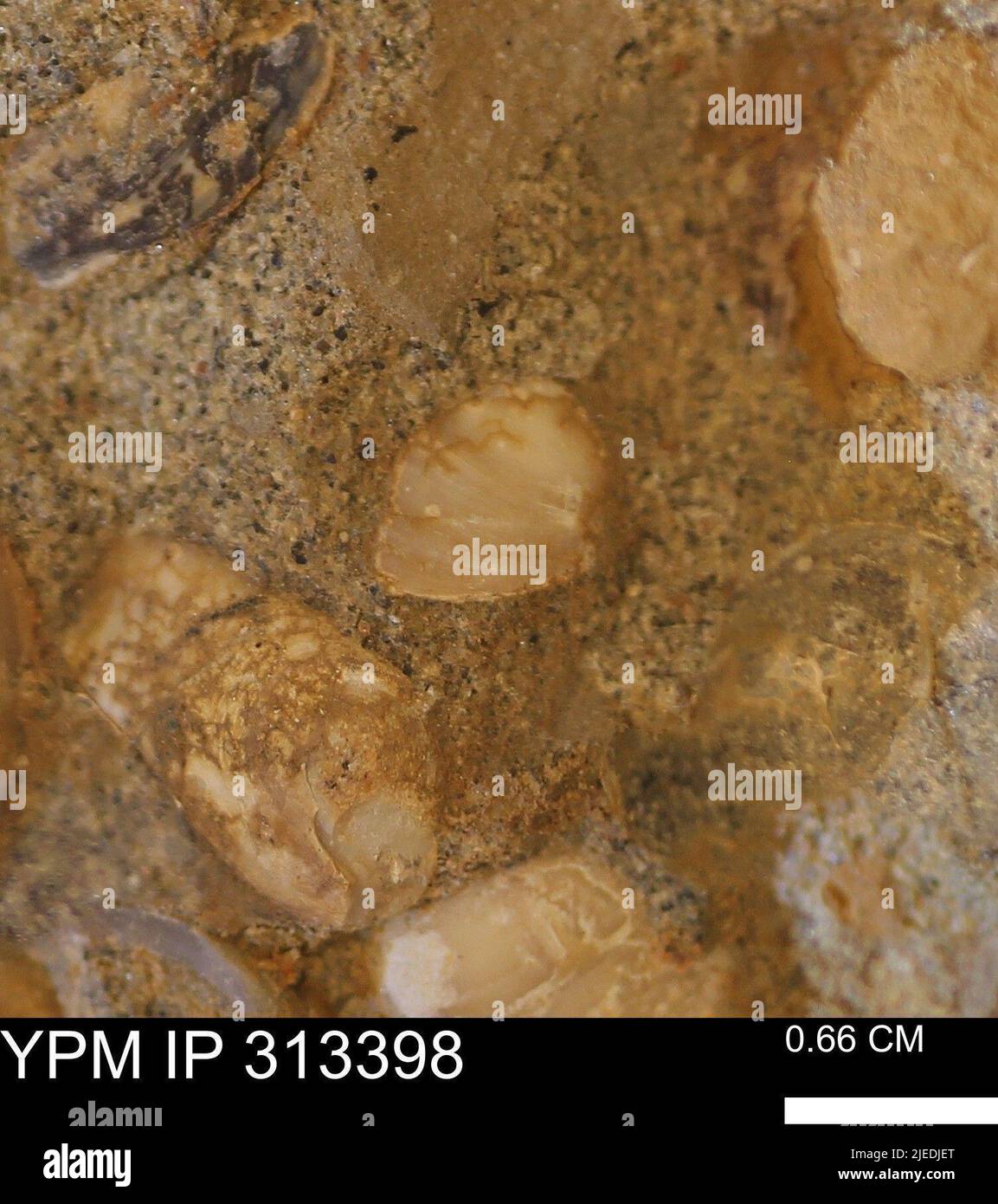 Corbicula sp hi-res stock photography and images - Alamy