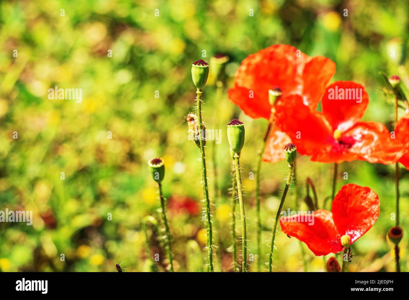 Close-up of the seed pods and red-pink flowers of Papaver somniferum ...