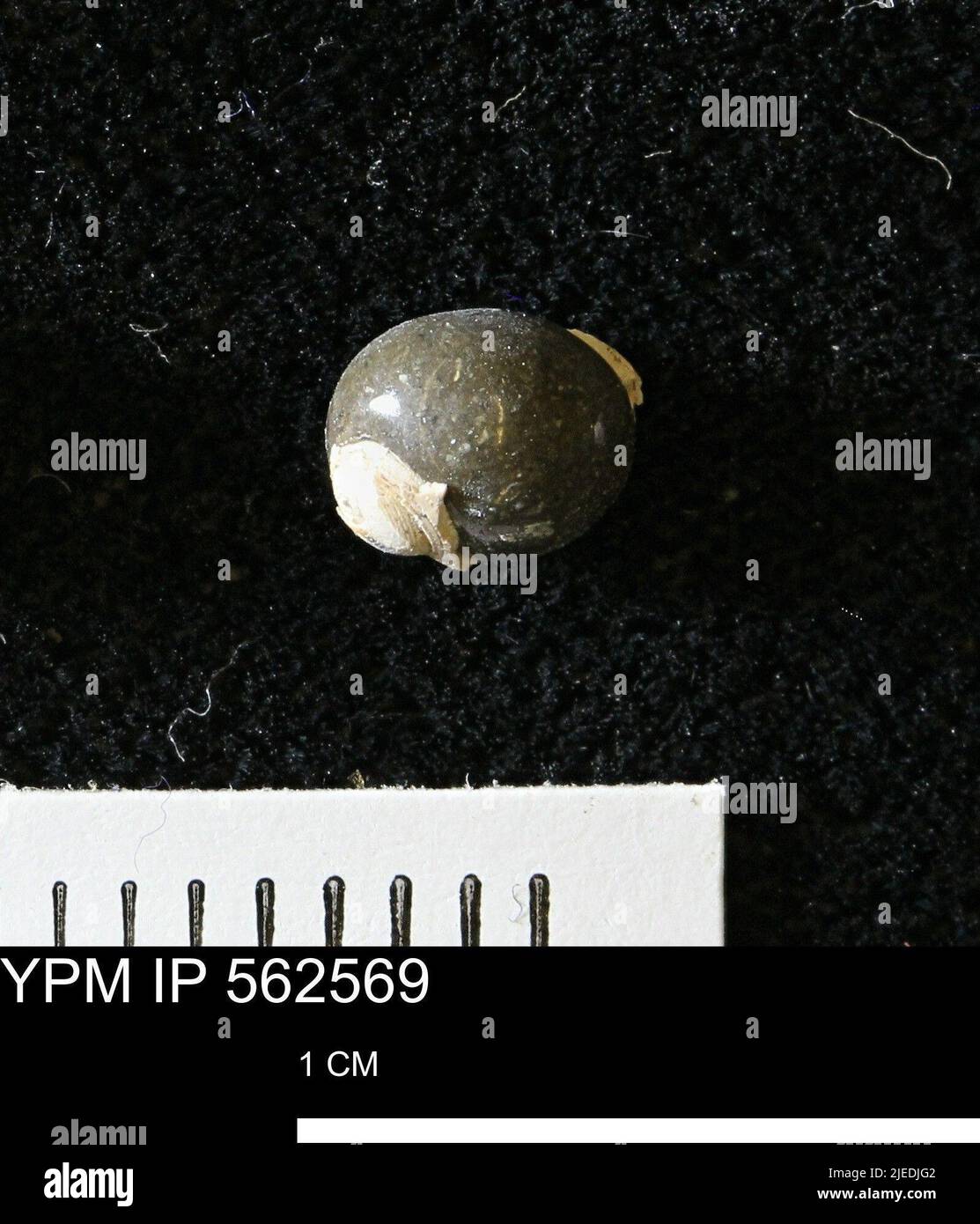 Gastropoda snails and sl hi-res stock photography and images - Alamy