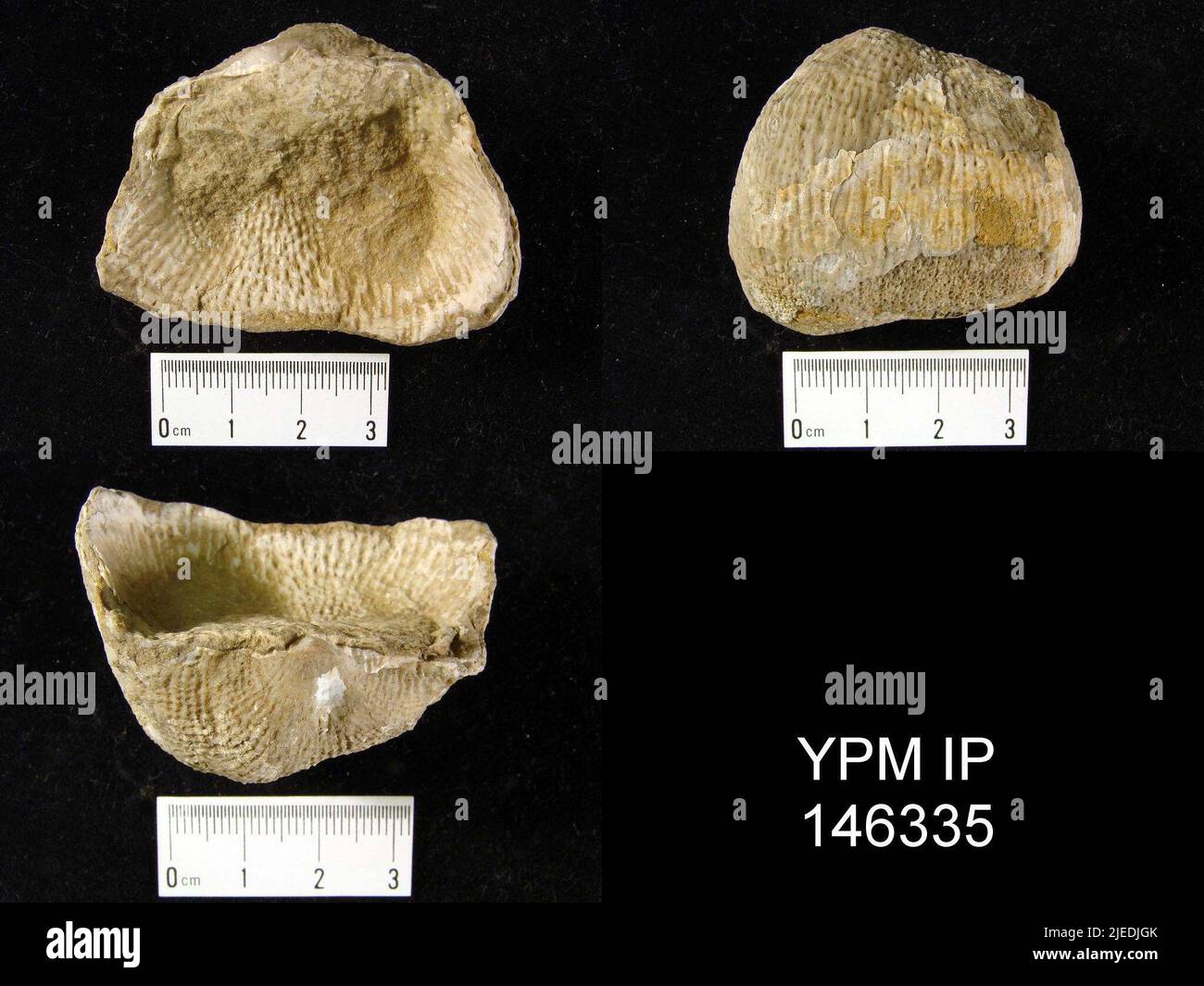 Productus brachiopod fossil hi-res stock photography and images - Alamy