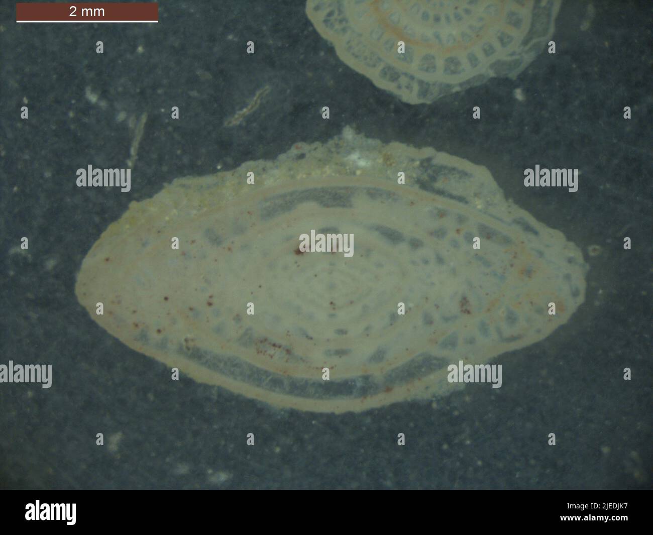 Triticites subventricosus Dunbar & Skinner Stock Photo - Alamy