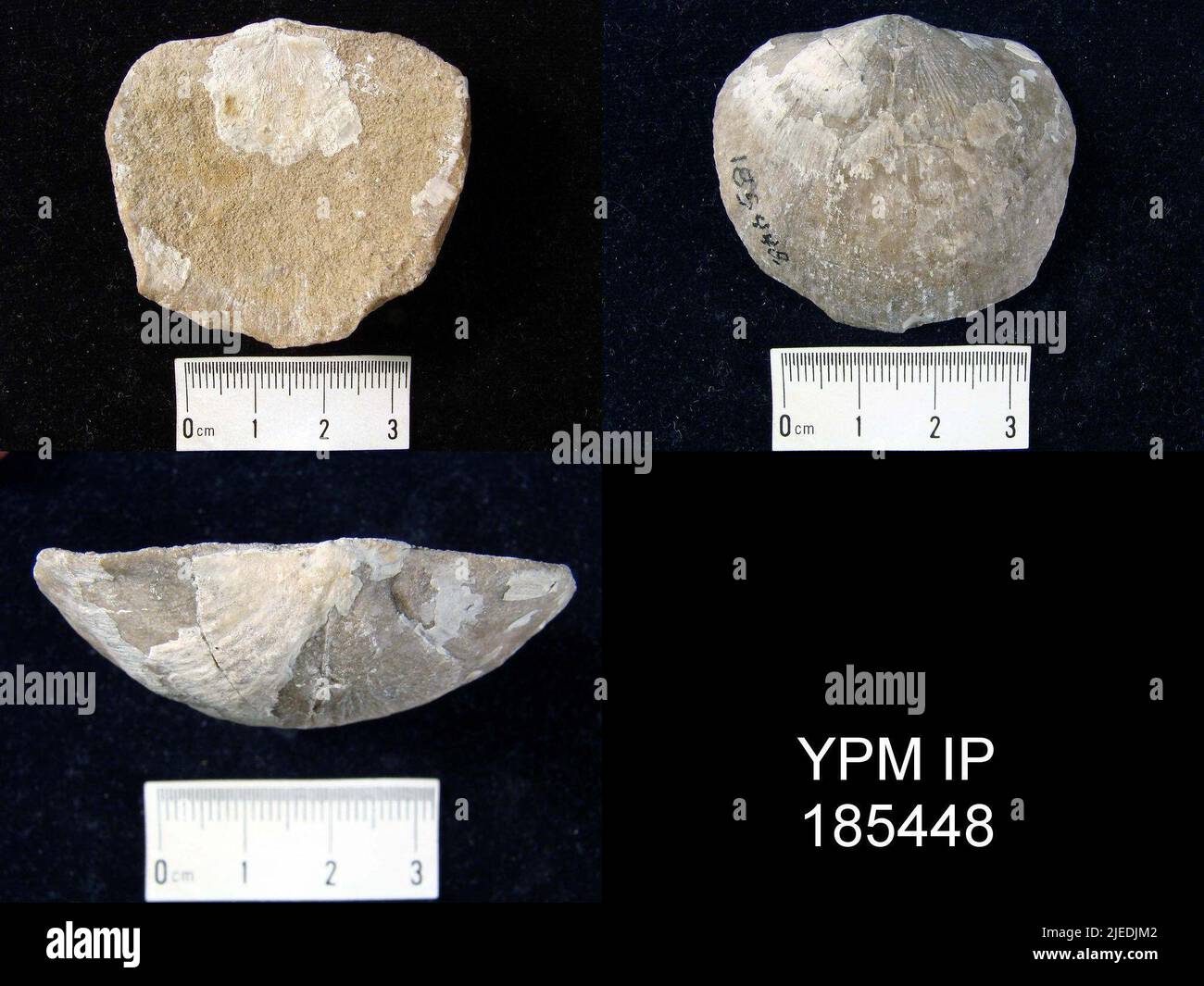 Hemispherica hi-res stock photography and images - Alamy