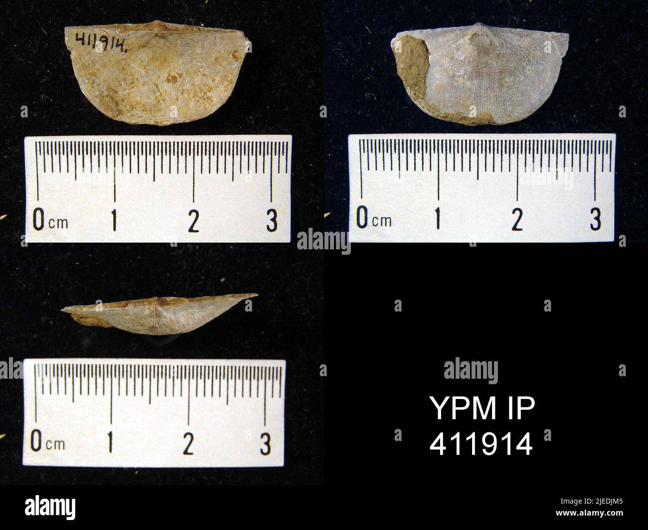 1932 animali hi-res stock photography and images - Alamy