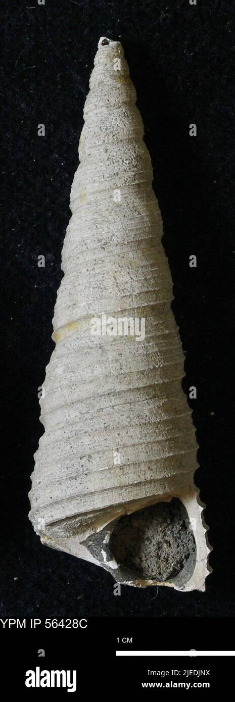 Turritella sp animalia hi-res stock photography and images - Alamy