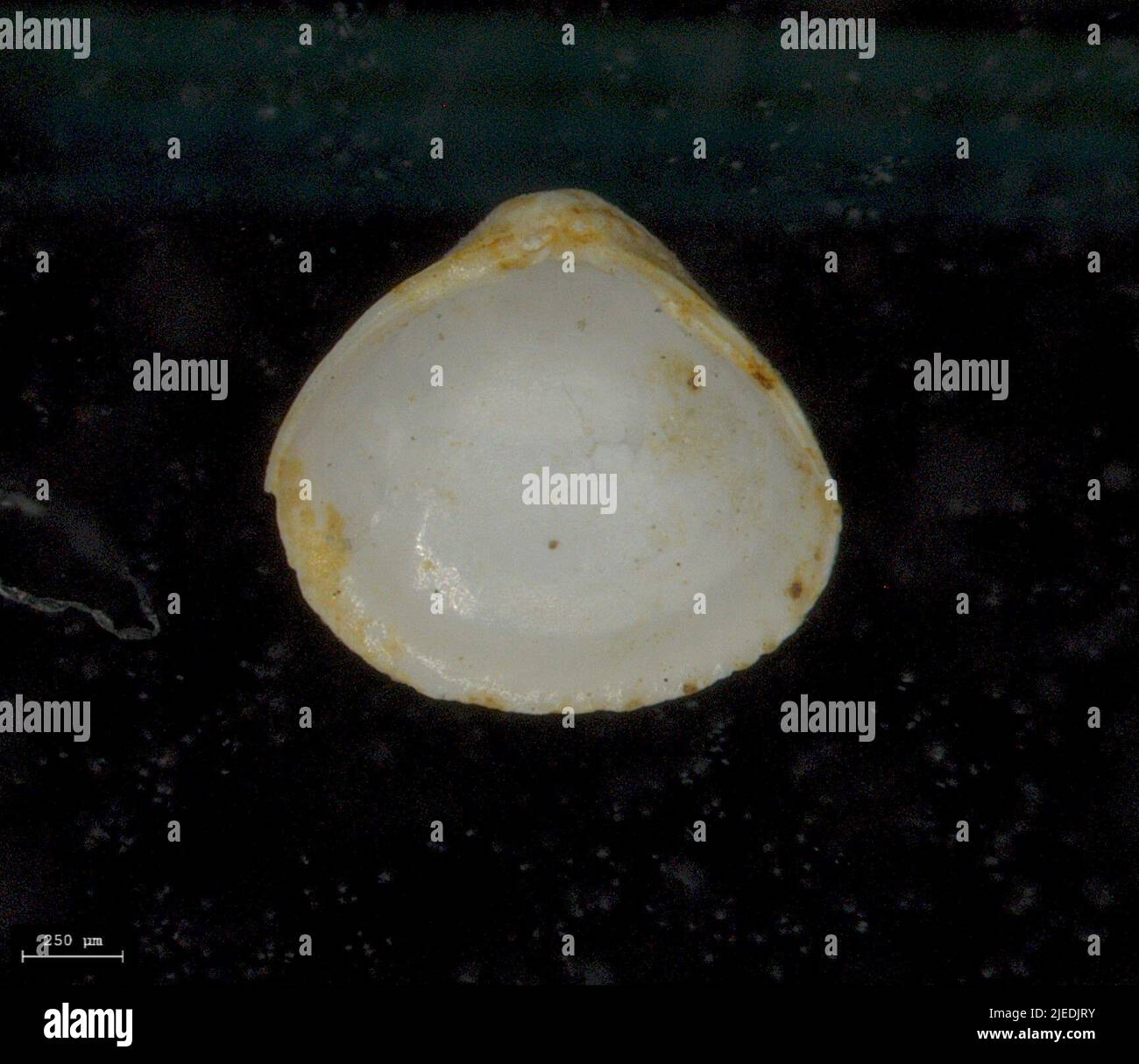 1834 animalia hi-res stock photography and images - Alamy