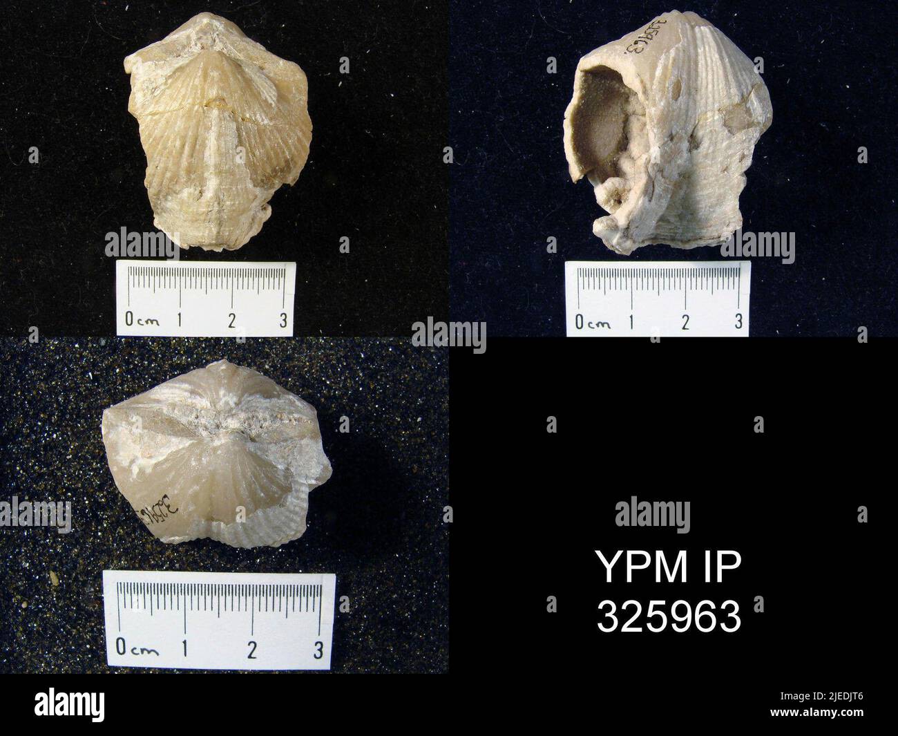 Neospirifer sp animalia hi-res stock photography and images - Alamy