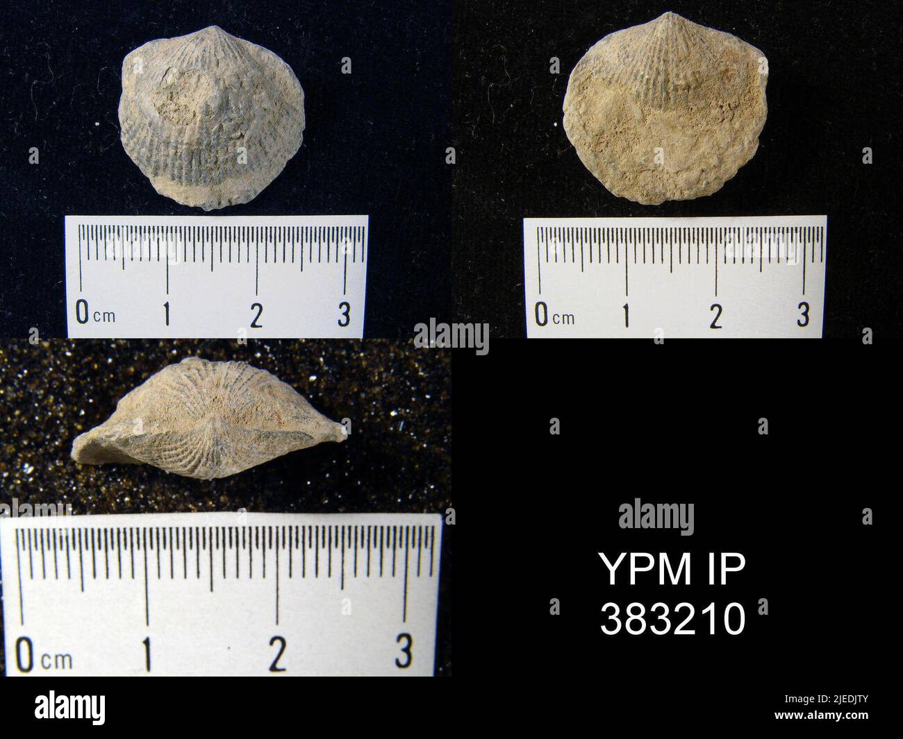 Atrypa sp animalia hi-res stock photography and images - Alamy