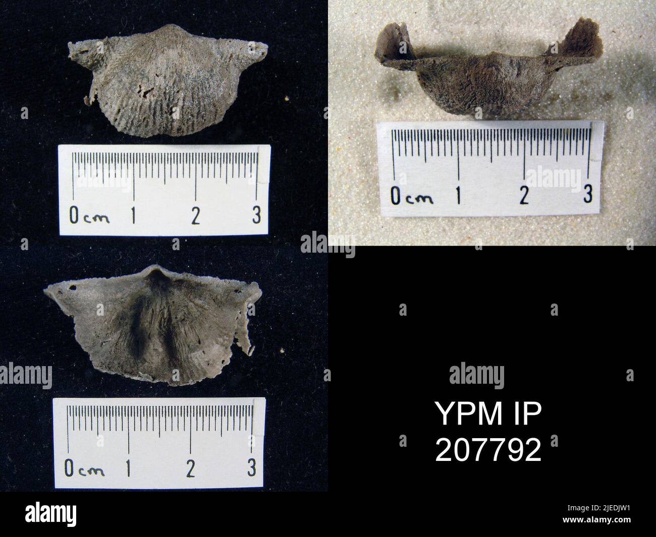 Inflatia inflata McChesney, 1860 Stock Photo - Alamy