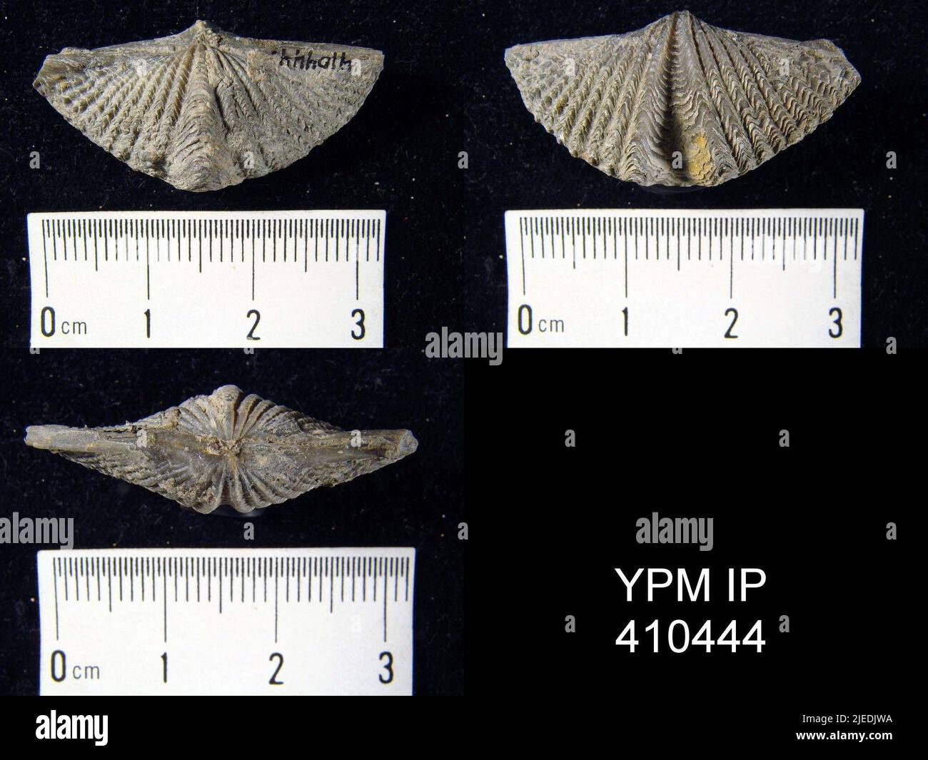 1820 animalia hi-res stock photography and images - Alamy