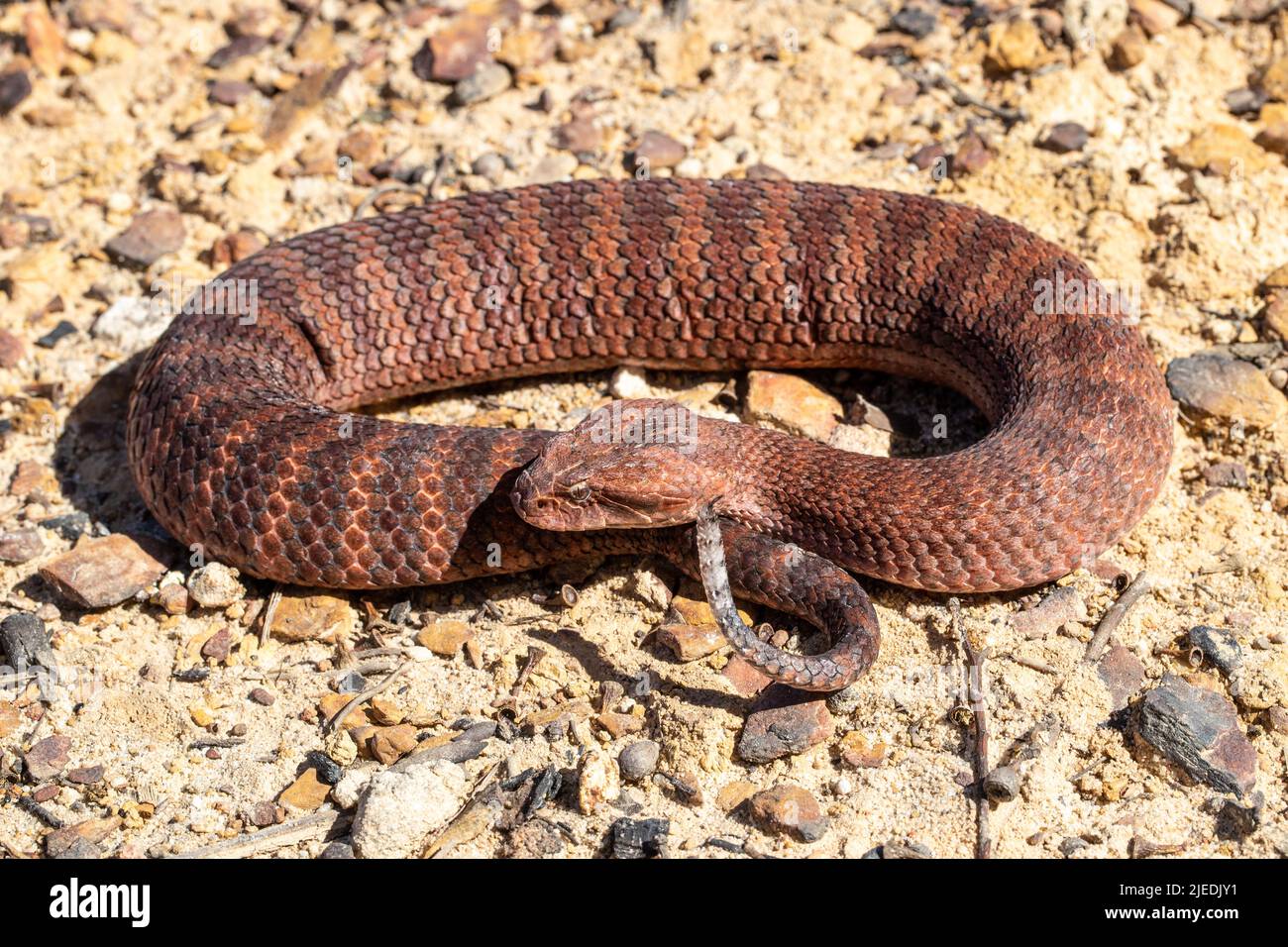 Australian Common Death Adder showing tail lure Stock Photo - Alamy
