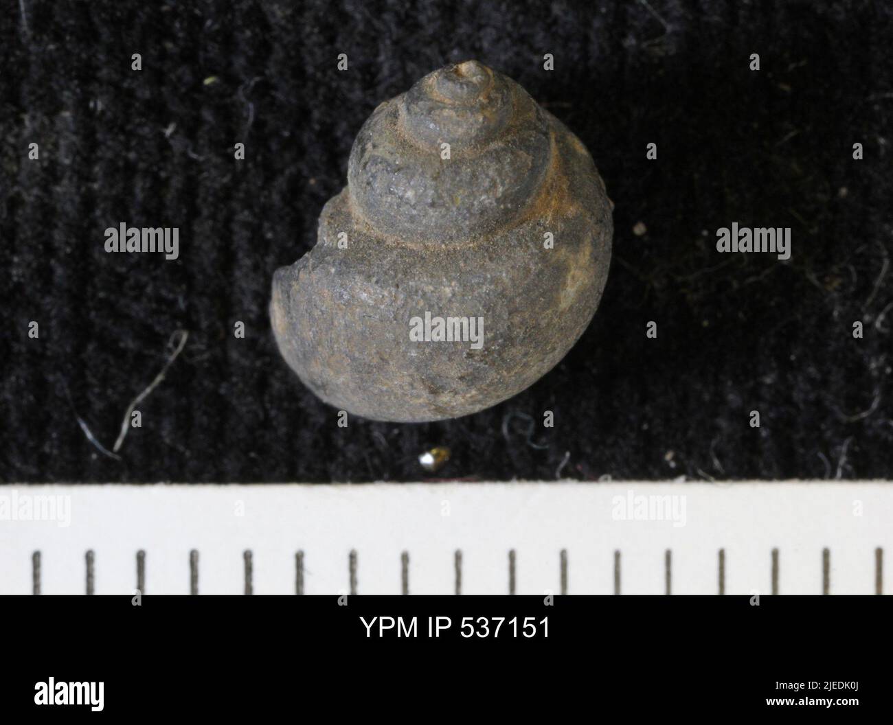 Viviparus montanaensis Stanton Stock Photo - Alamy