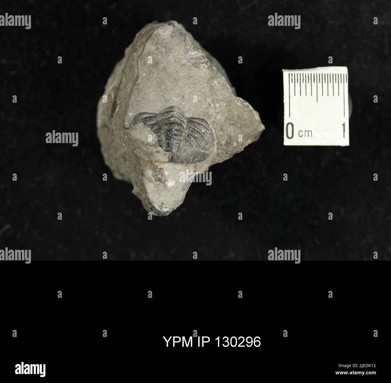 Eldredgeops rana (Green Stock Photo - Alamy