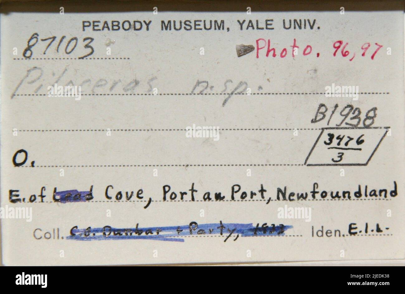 Endoceratoidea hi-res stock photography and images - Alamy