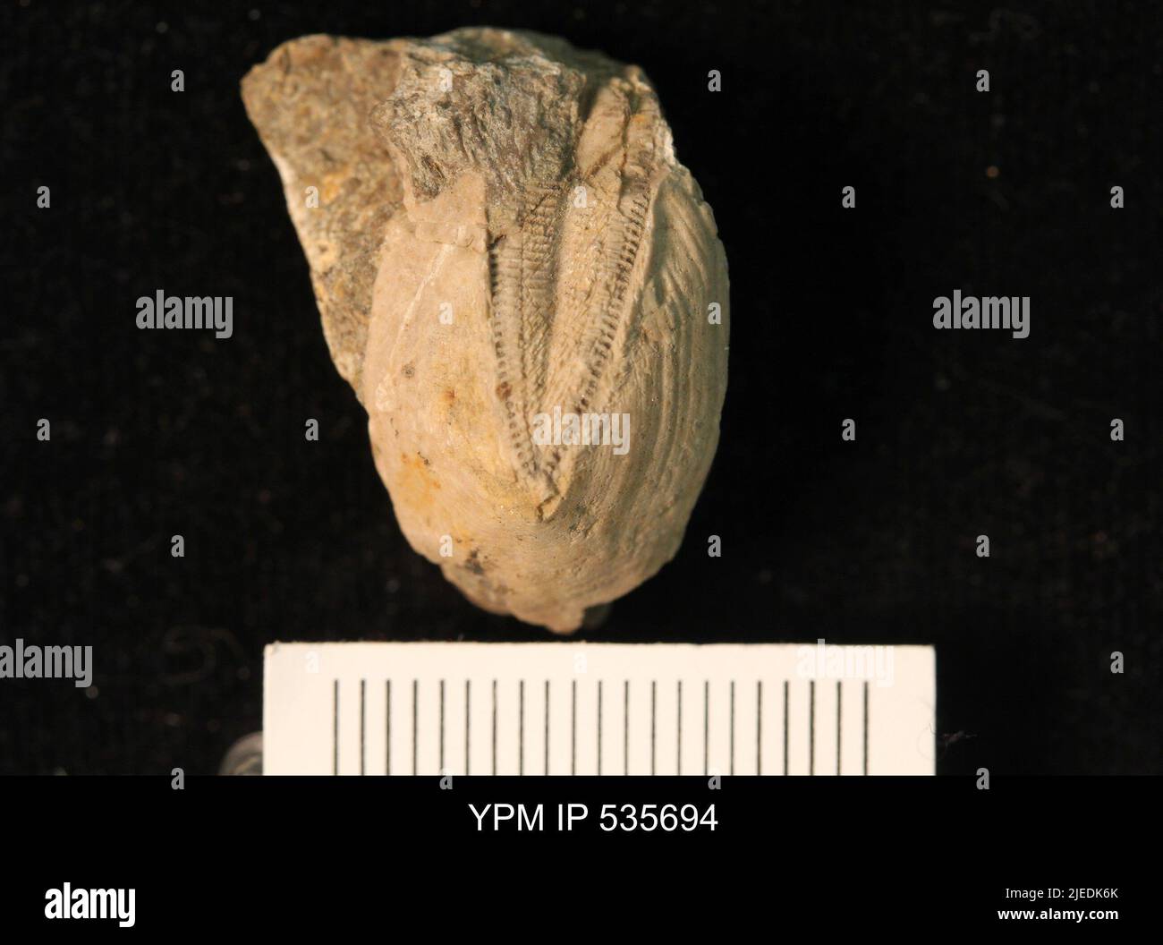 Pentremites hi-res stock photography and images - Alamy