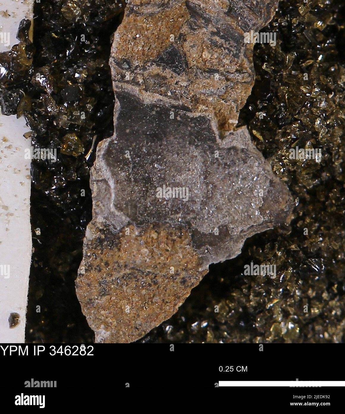 Phylum mollusca classification hi-res stock photography and images - Alamy