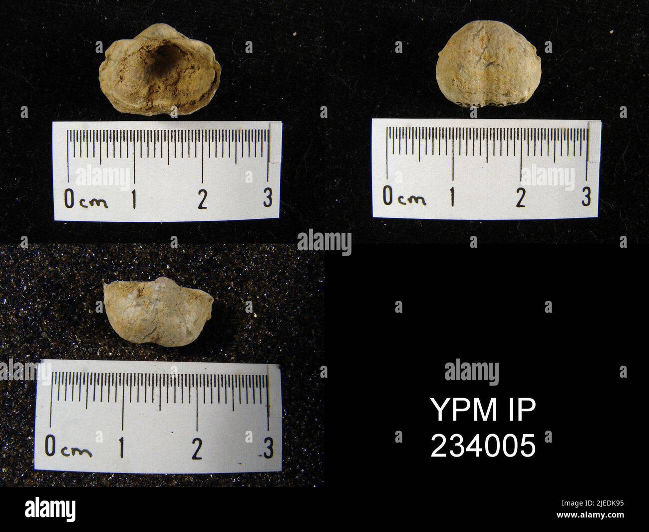 Marginifera wabashensis (Norwood & Pratten Stock Photo - Alamy