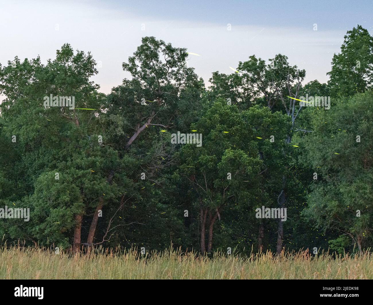 Fireflies in meadow with trees in background Stock Photo - Alamy