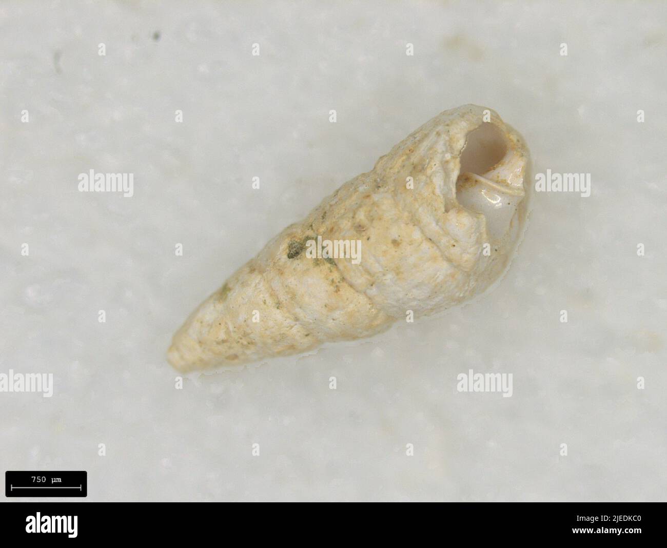 Odostomia Trifida Totten Stock Photo Alamy