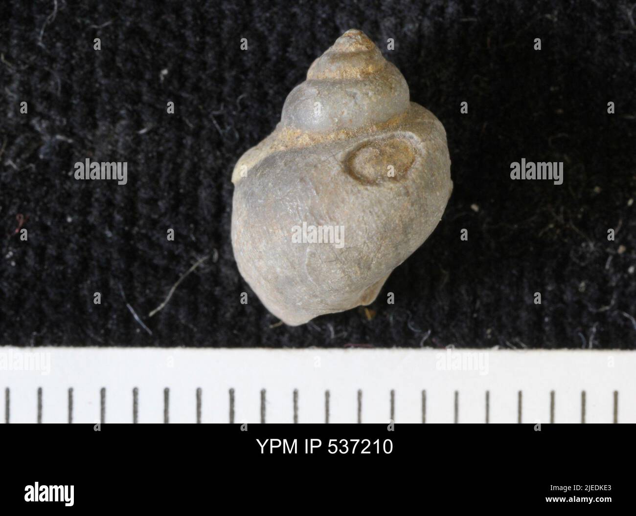 Viviparus montanaensis Stanton Stock Photo - Alamy