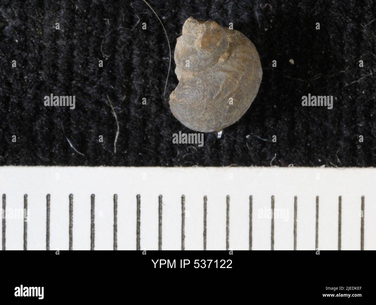 Viviparus montanaensis stanton hi-res stock photography and images - Alamy