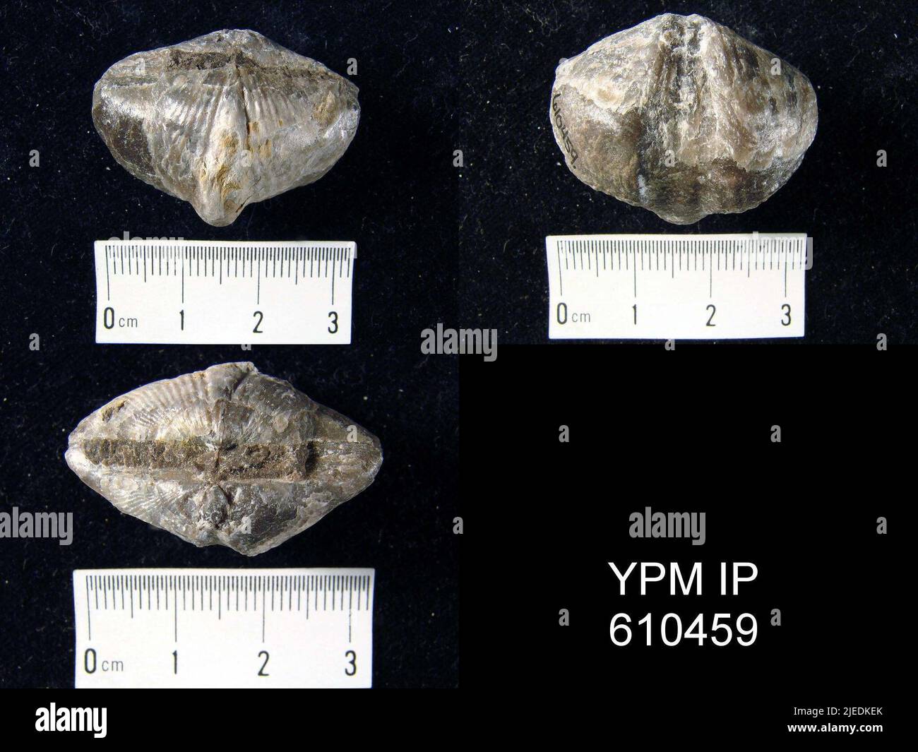 Spirifer audacula Conrad, 1842 Stock Photo - Alamy