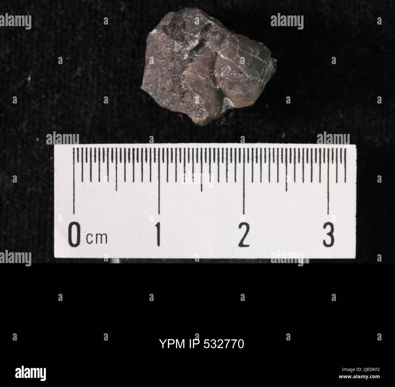 Meteoraspis aff. borealis Lochman Stock Photo - Alamy