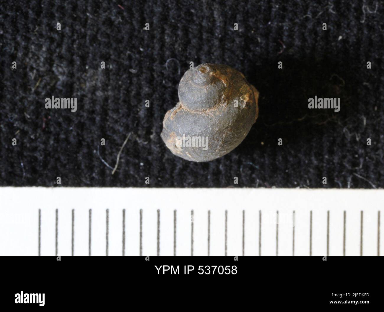 Viviparidae viviparus hi-res stock photography and images - Alamy