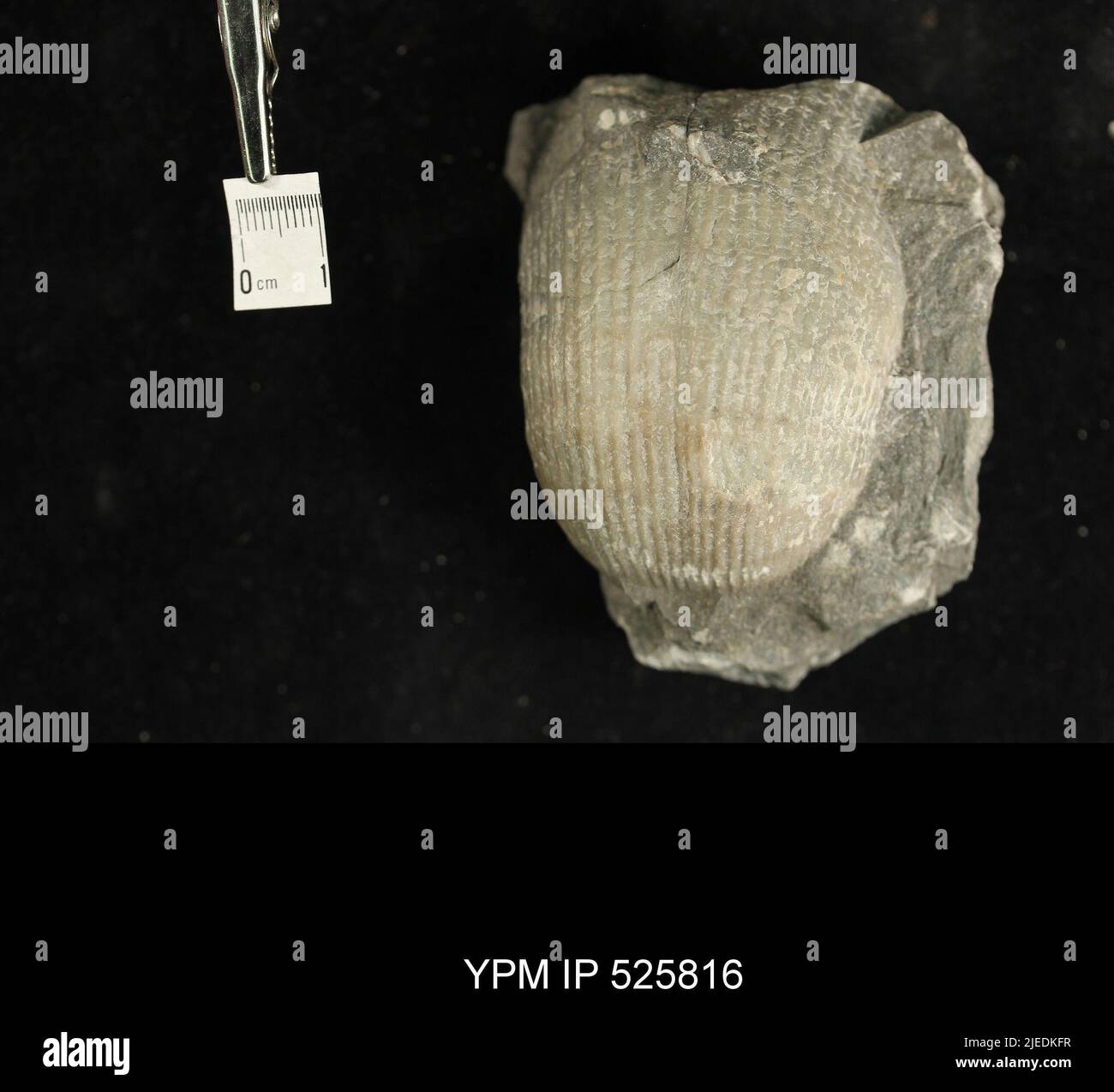 Pentamerus hi-res stock photography and images - Alamy