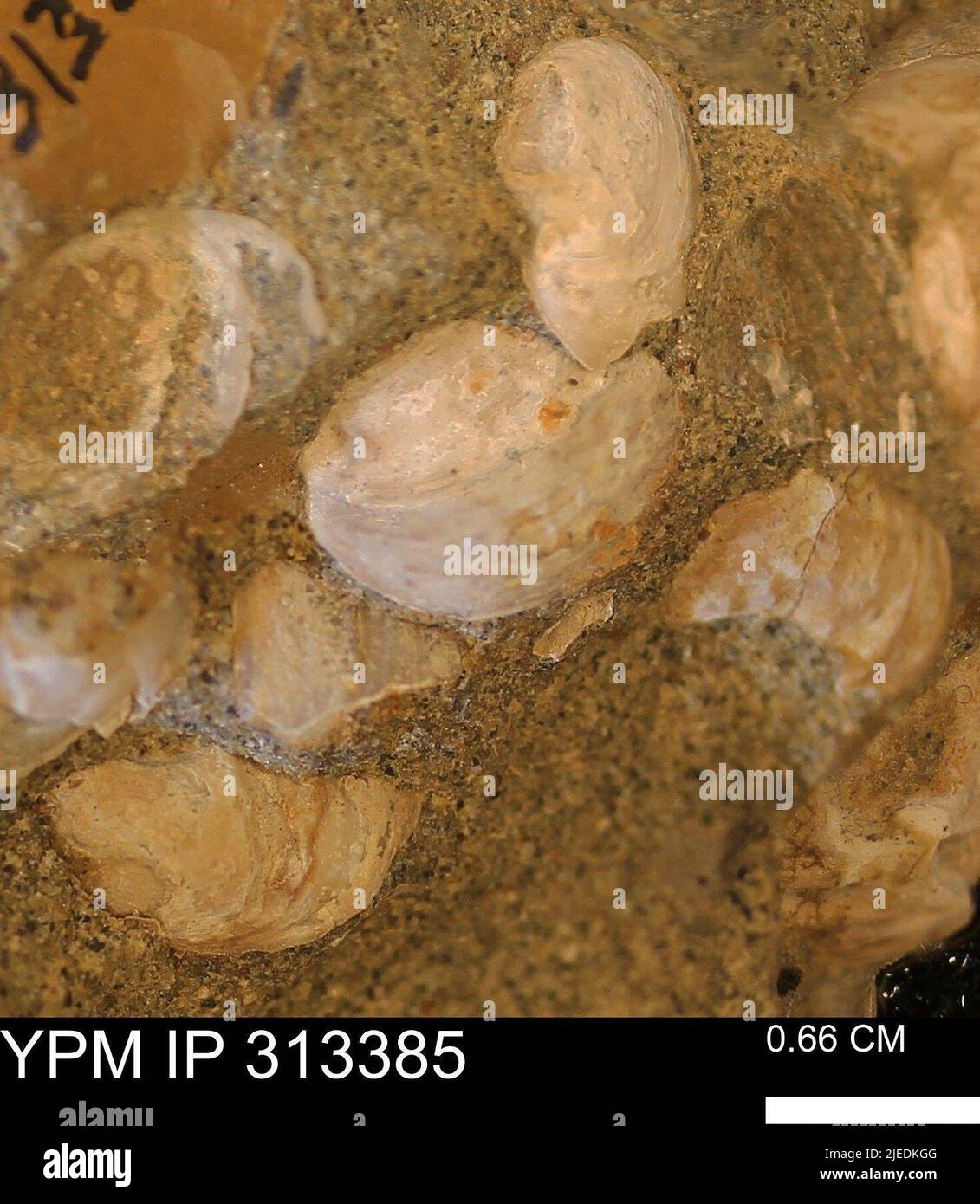 Corbicula sp animalia hi-res stock photography and images - Alamy