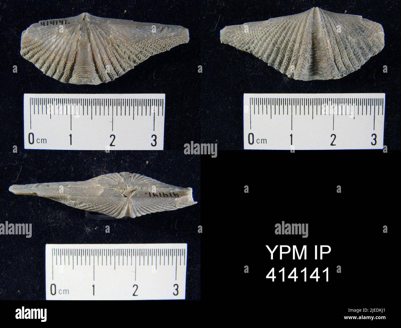 Mucrospirifer sp hi-res stock photography and images - Alamy