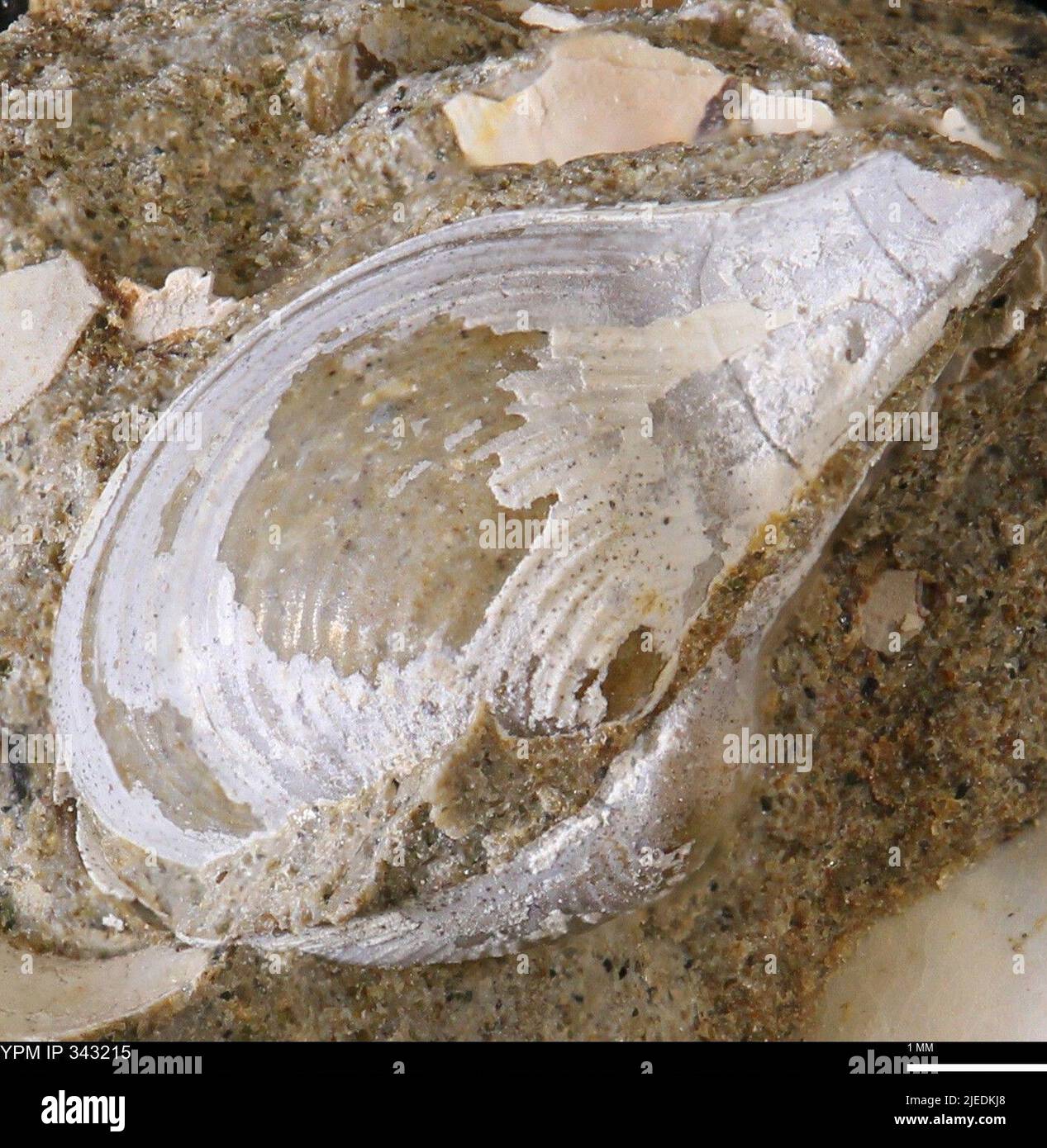 Cuspidaria moreauensis (Meek & Hayden Stock Photo - Alamy