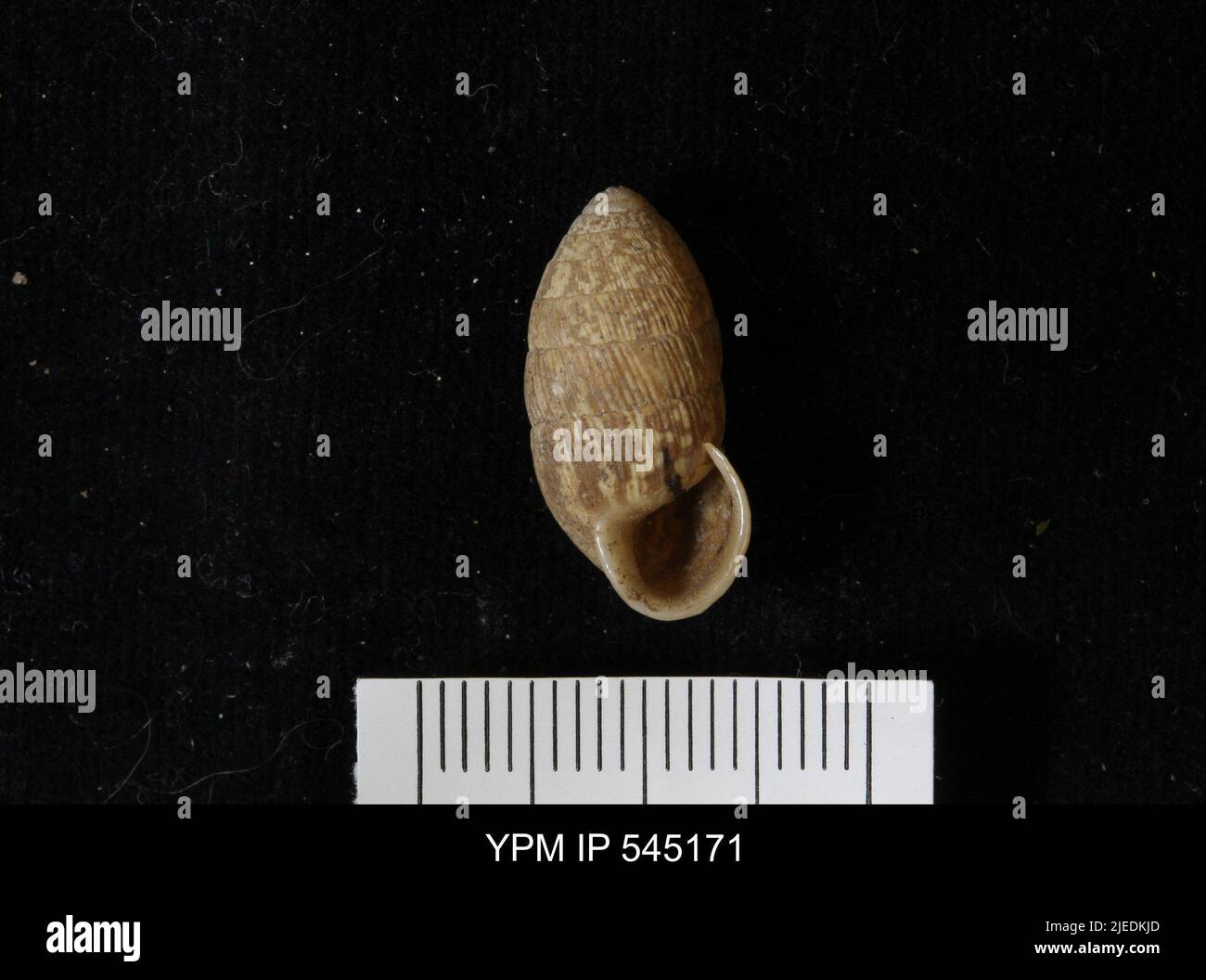 Cerion hi-res stock photography and images - Alamy