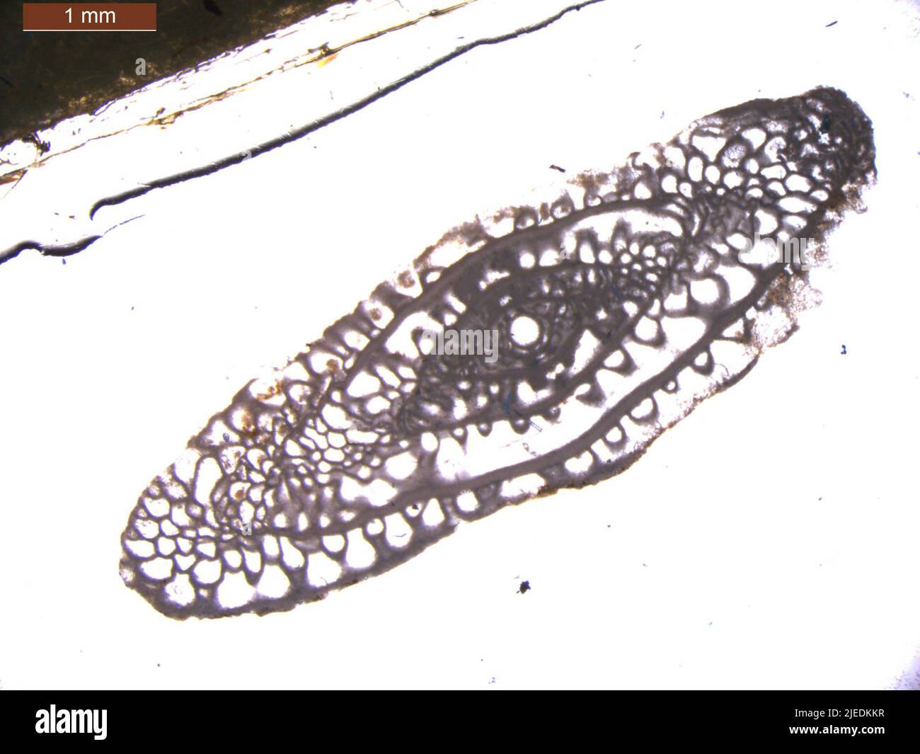 Syntype protista hi-res stock photography and images - Alamy