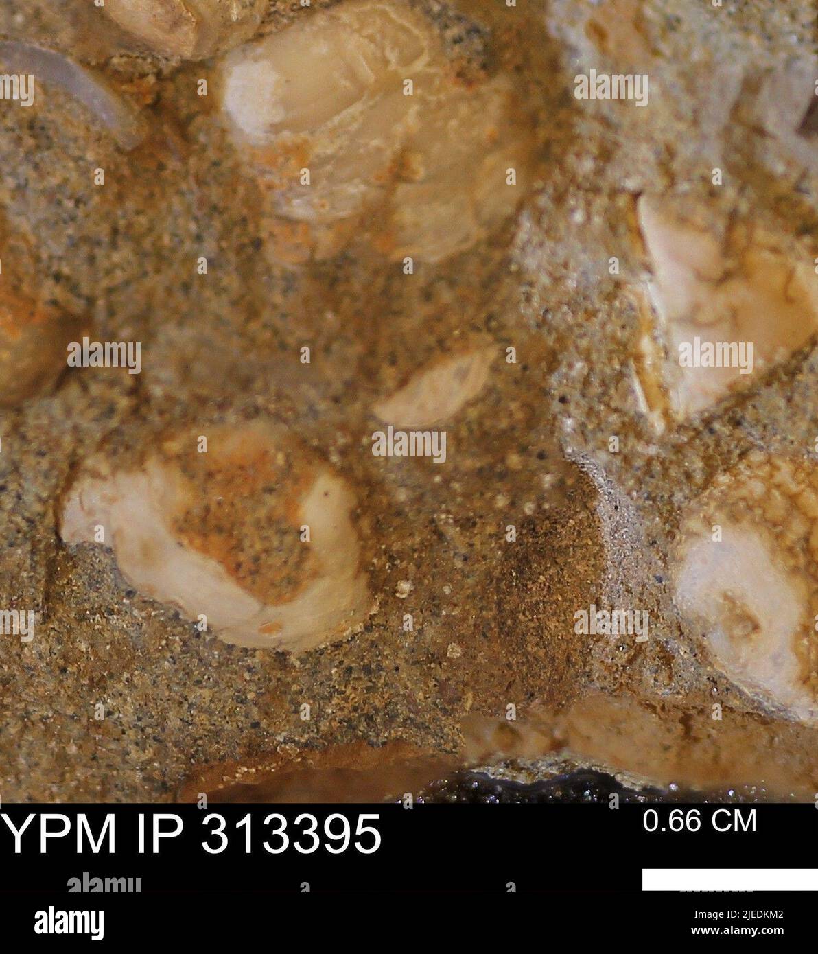 Corbicula sp hi-res stock photography and images - Alamy