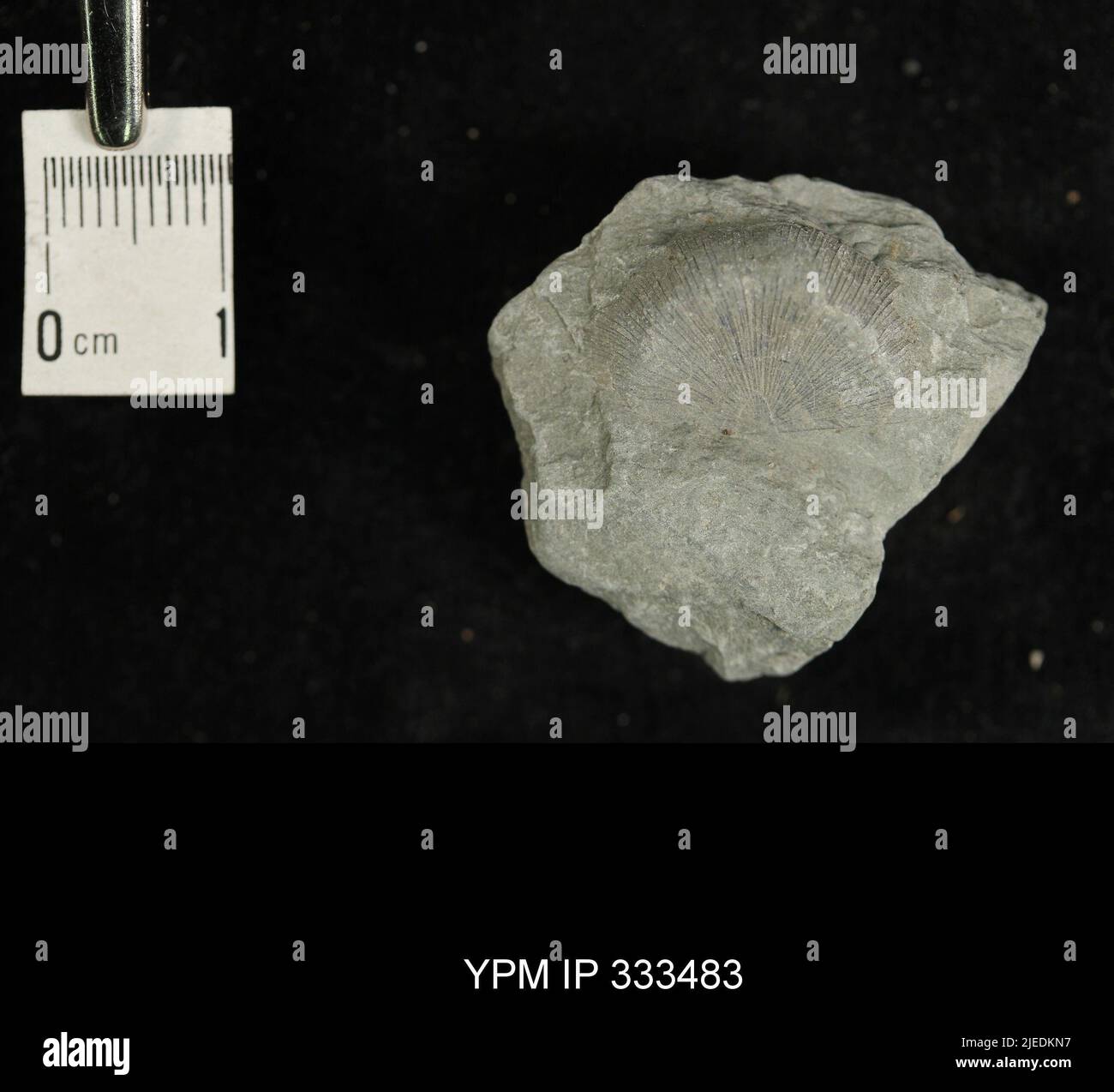 Strophonella funiculata animalia hi-res stock photography and images ...