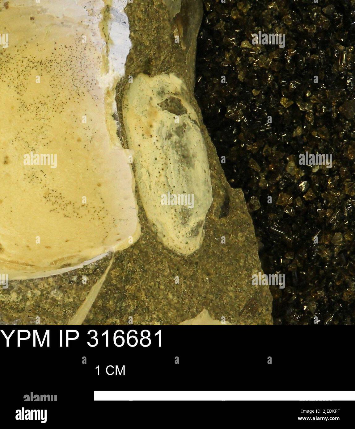 Nuculanidae animalia hi-res stock photography and images - Alamy