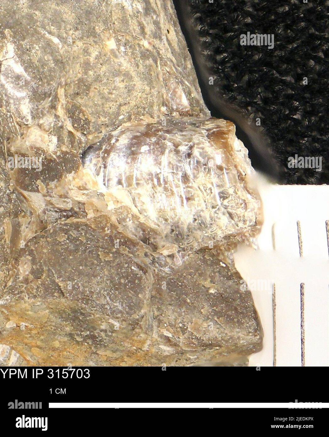 Ammonoidea animalia hi-res stock photography and images - Alamy