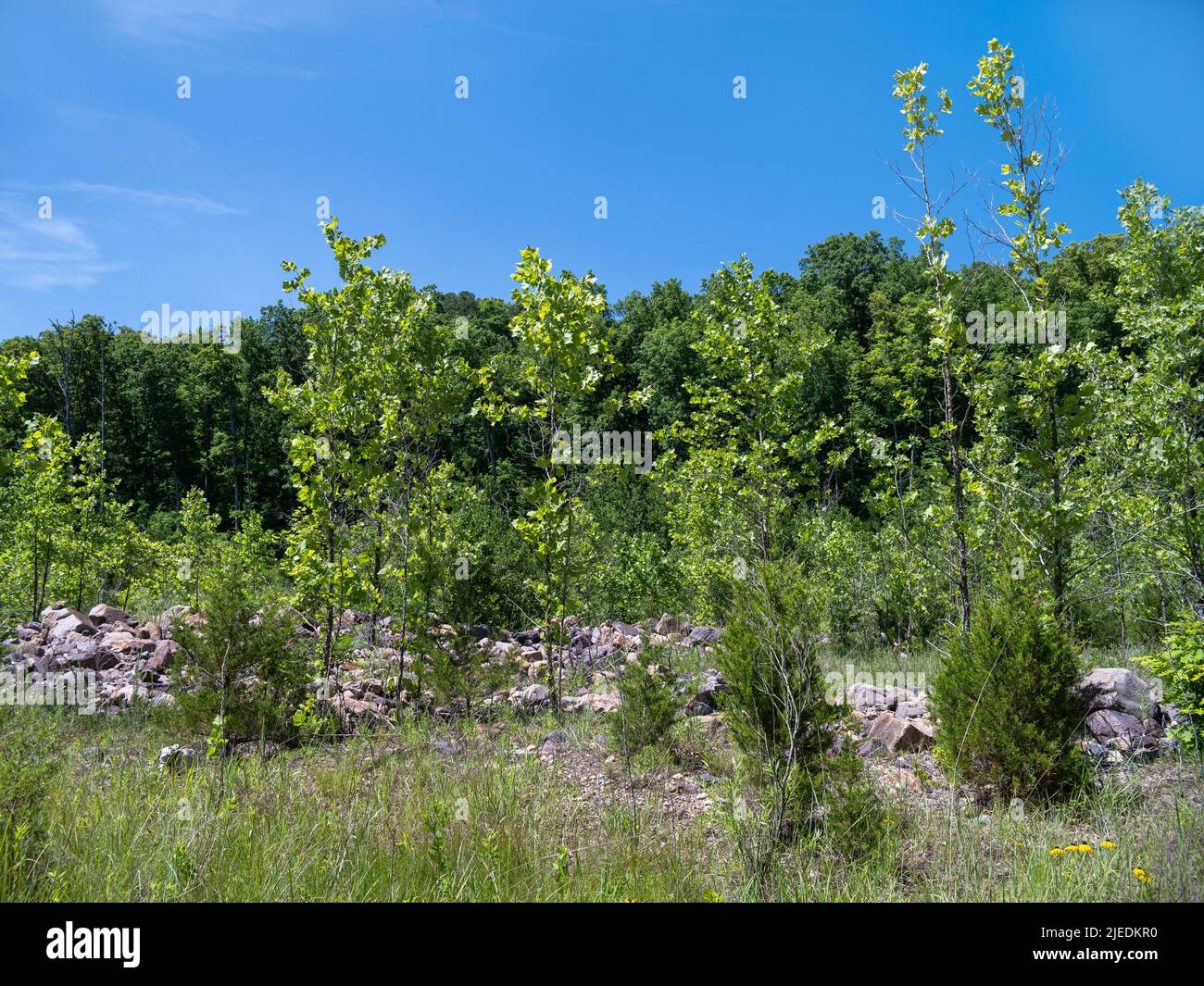 Scour trail at Johnson's Shut-Ins State Park Stock Photo - Alamy