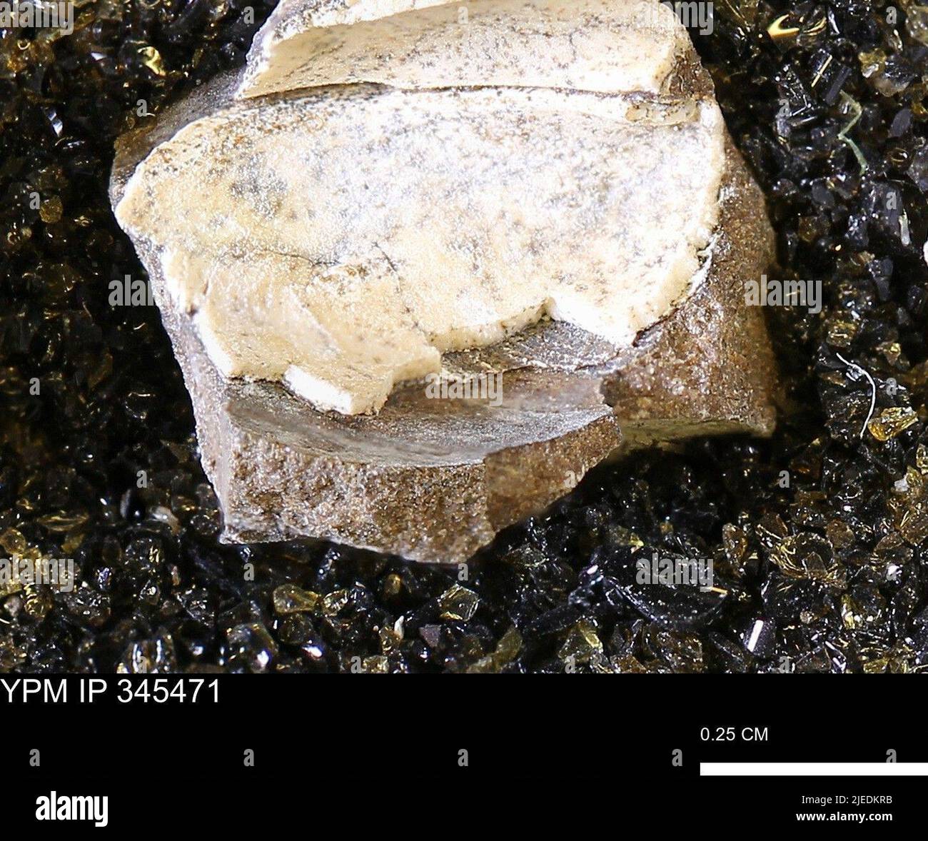 Undet bivalvia animalia hi-res stock photography and images - Alamy