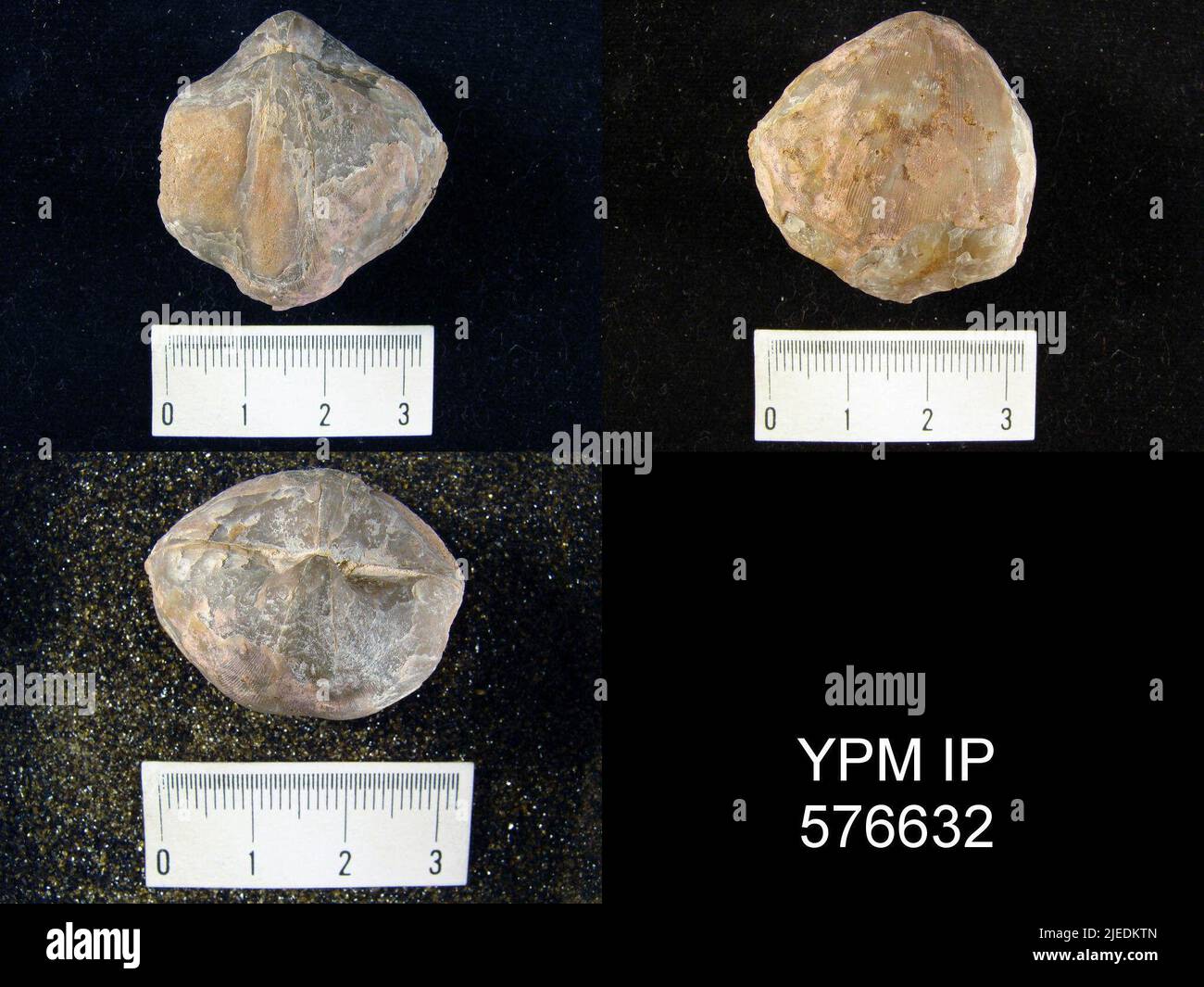 Spirifer radiatus animalia hi-res stock photography and images - Alamy