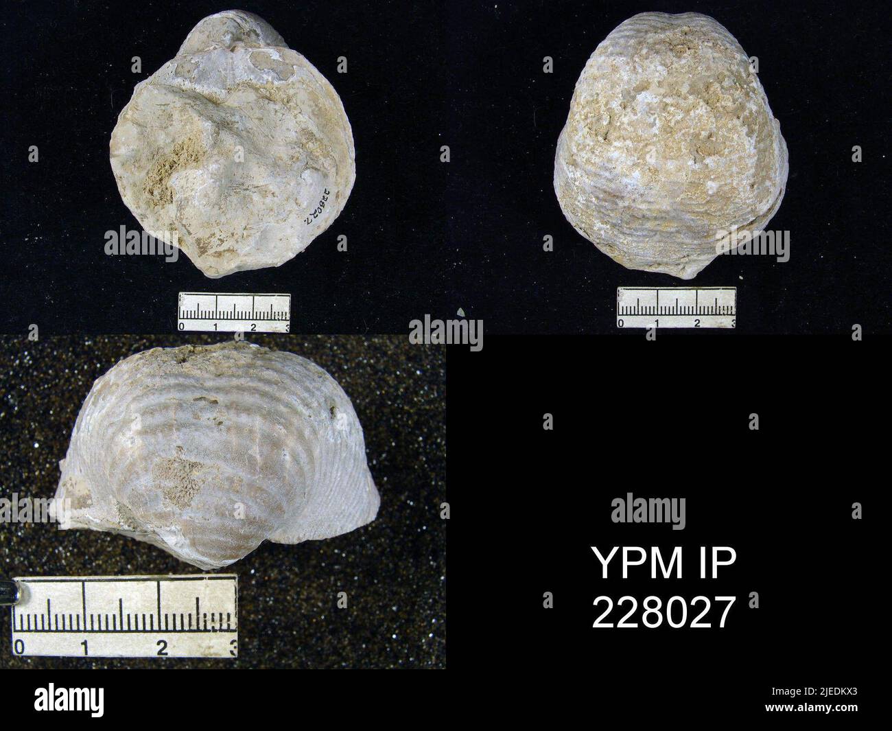 Echinoconchus semipunctatus knighti Stock Photo - Alamy