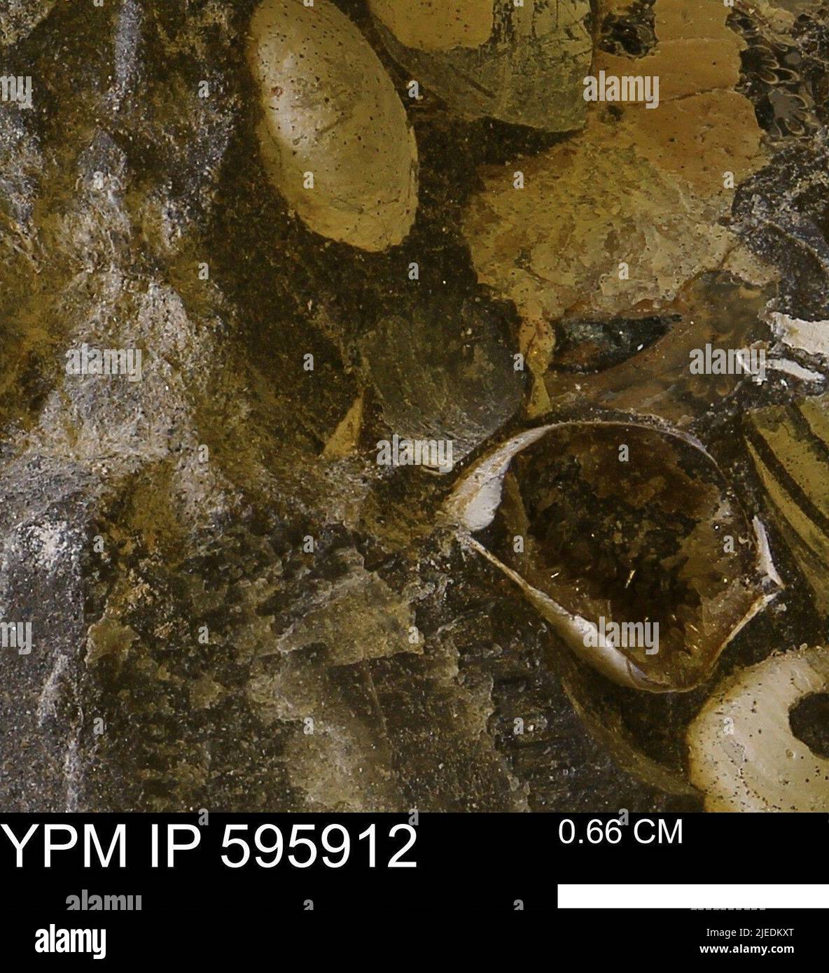 Bivalvia morphology hi-res stock photography and images - Alamy