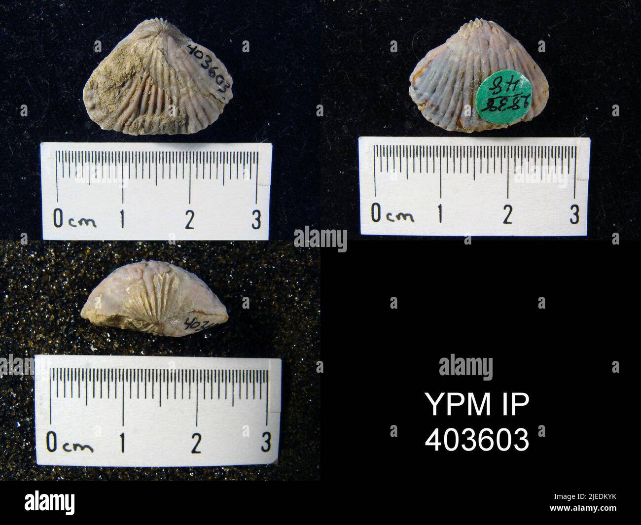 Anastrophia verneuili Hall, 1857 Stock Photo - Alamy