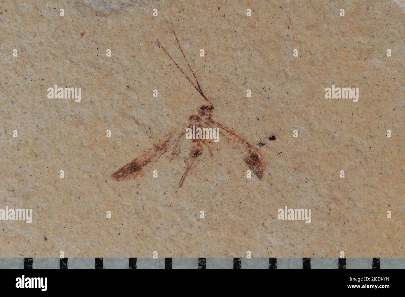 Undet psocoptera animalia hi-res stock photography and images - Alamy